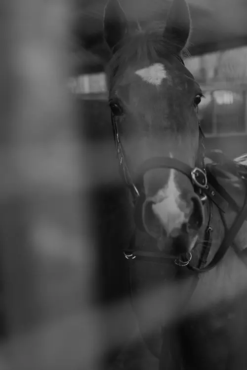 Walker - Rockfield Farm