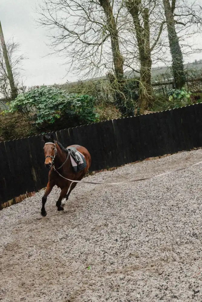 Lunge Ring - Rockfield Farm
