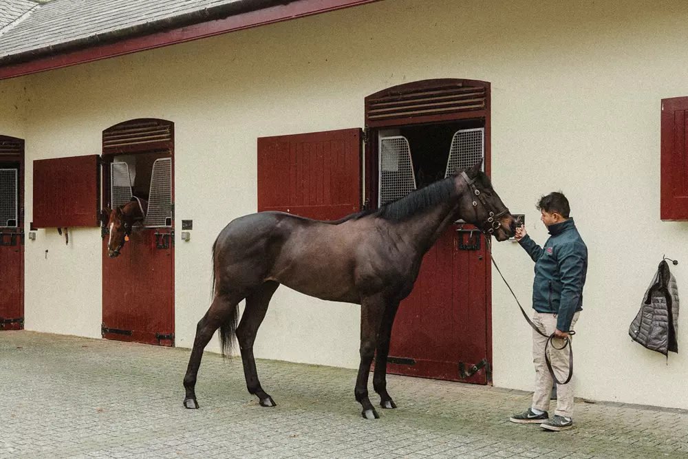 Stable Yard - Rockfield Farm